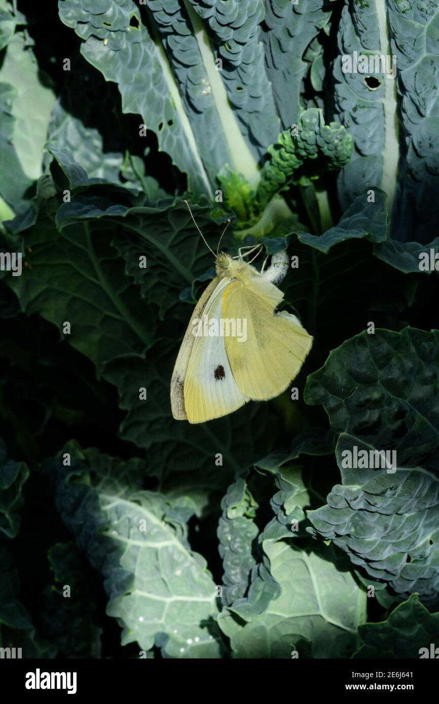Female cabbage white butterfly hi-res stock photography and images - Alamy
