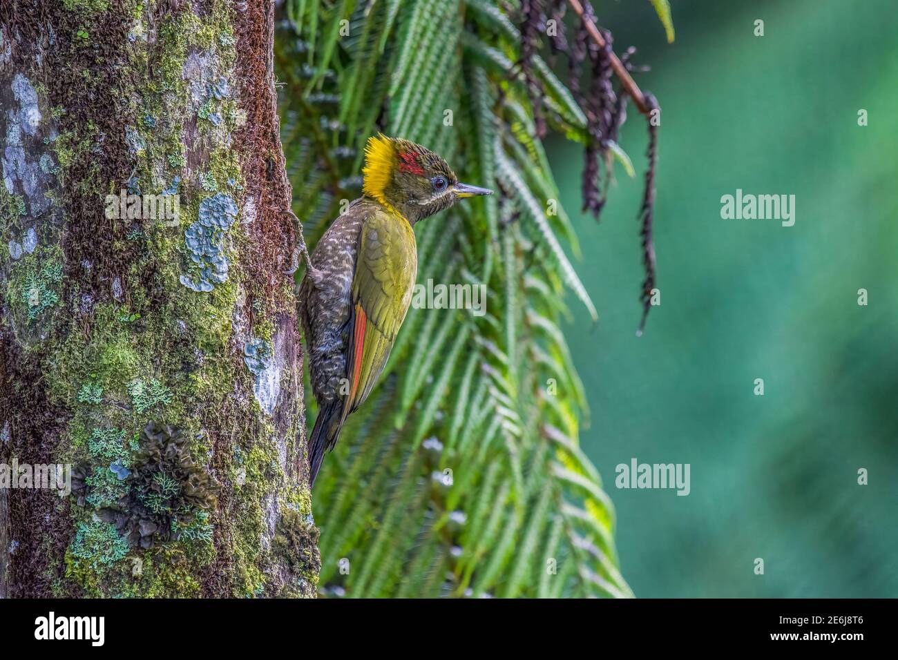 lesser yellownape woodpecker Picus chlorolophus perch on a tree Stock ...