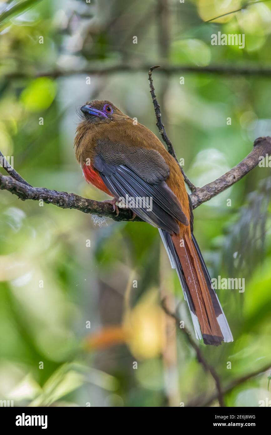 red-headed trogon Harpactes erythrocephalus female Stock Photo - Alamy