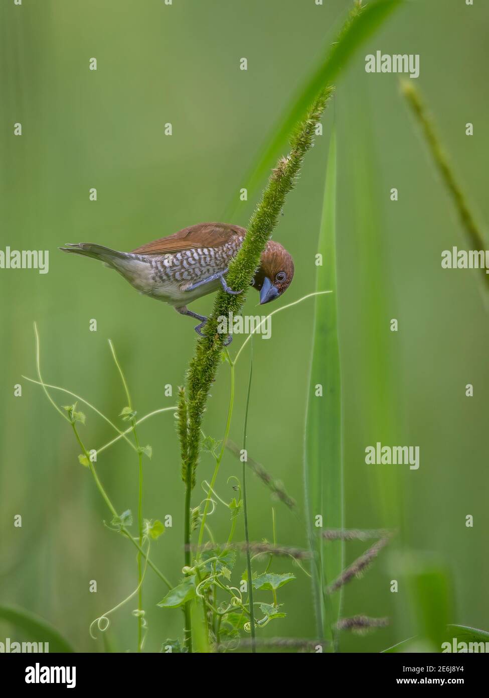 scaly-breasted munia or spotted munia Lonchura punctulata eating grass ...