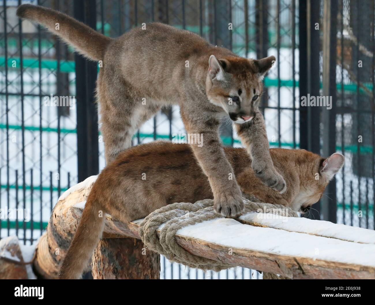 Cougars animal hi-res stock photography and images - Alamy