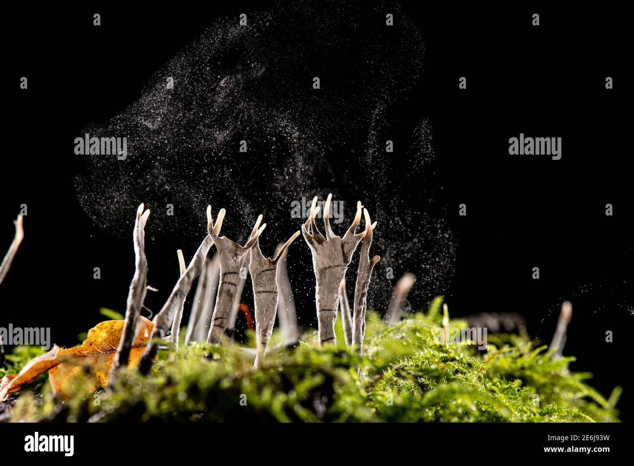 Candlesnuff Fungus: Xylaria hypoxylon. Dispersing spores in wind ...