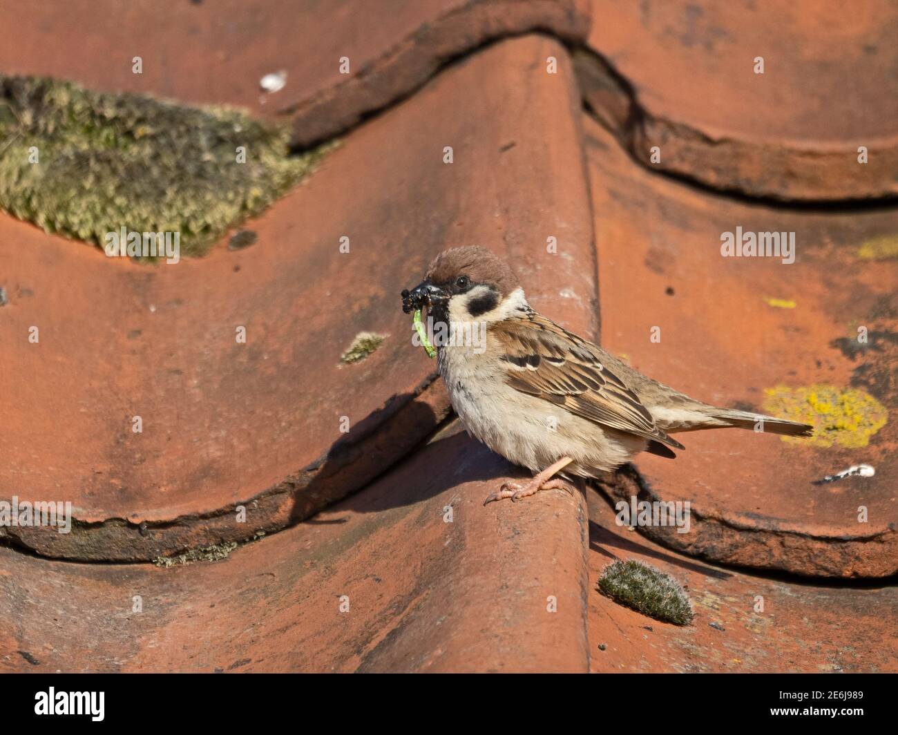 Tree Sparrow, Passer montanus feeding young in nest in pantiled roof of ...