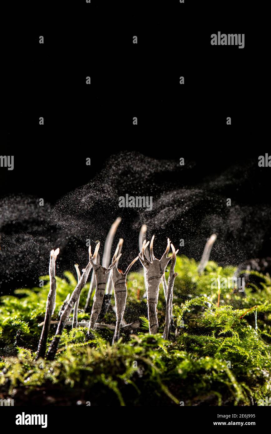 Fungus spores hi-res stock photography and images - Alamy