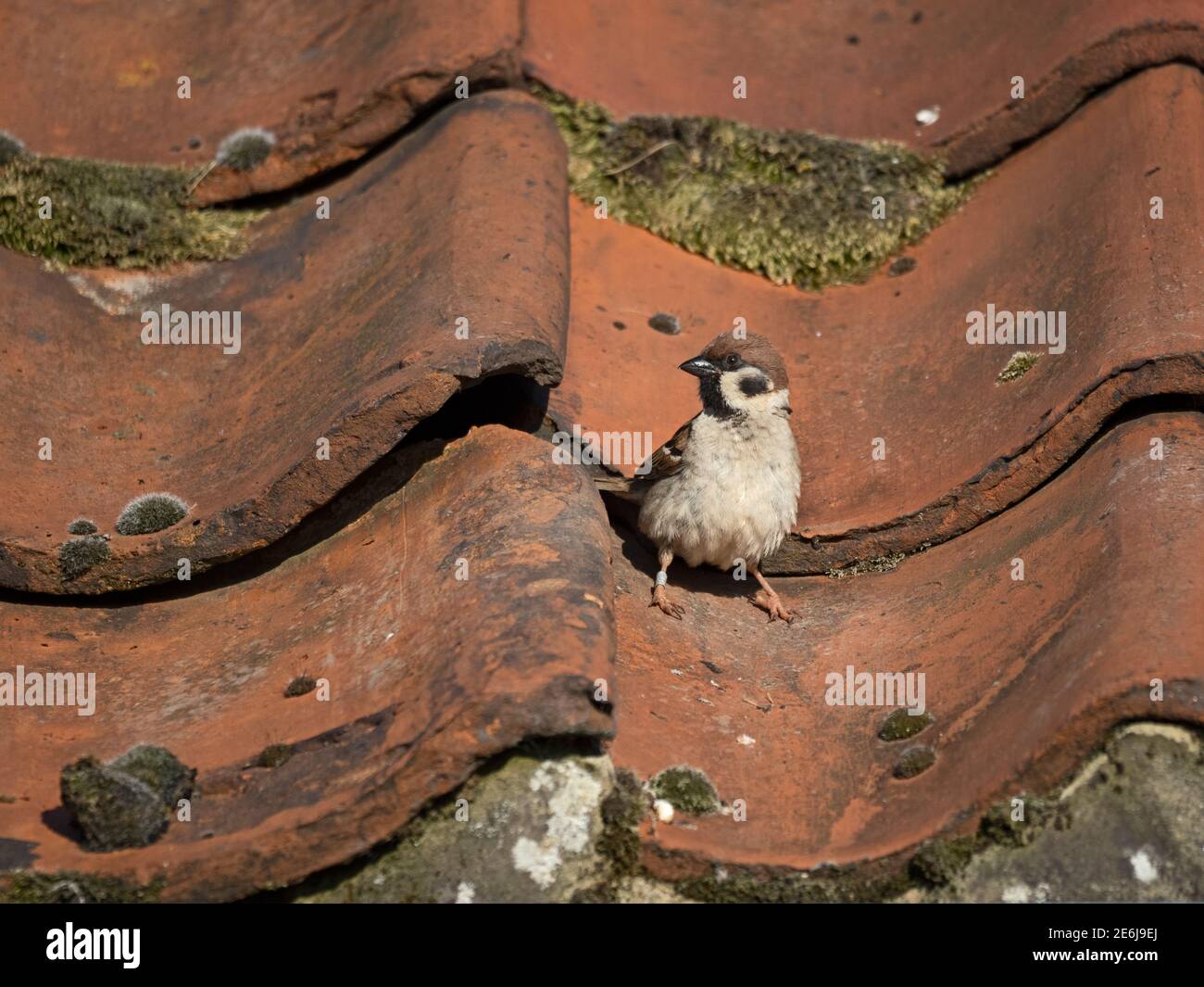 Tree Sparrow, Passer montanus feeding young in nest in pantiled roof of ...