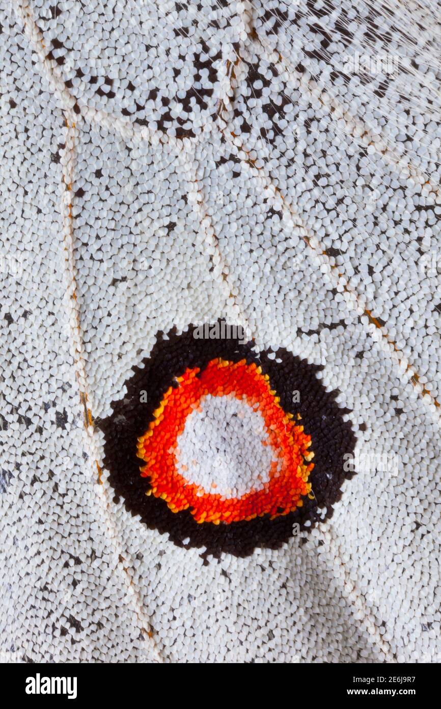 Mariposa apollo hi-res stock photography and images - Alamy