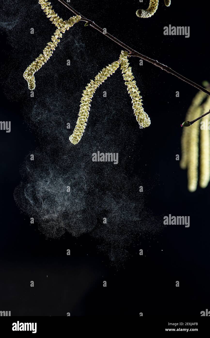 Discharging pollen hi-res stock photography and images - Alamy