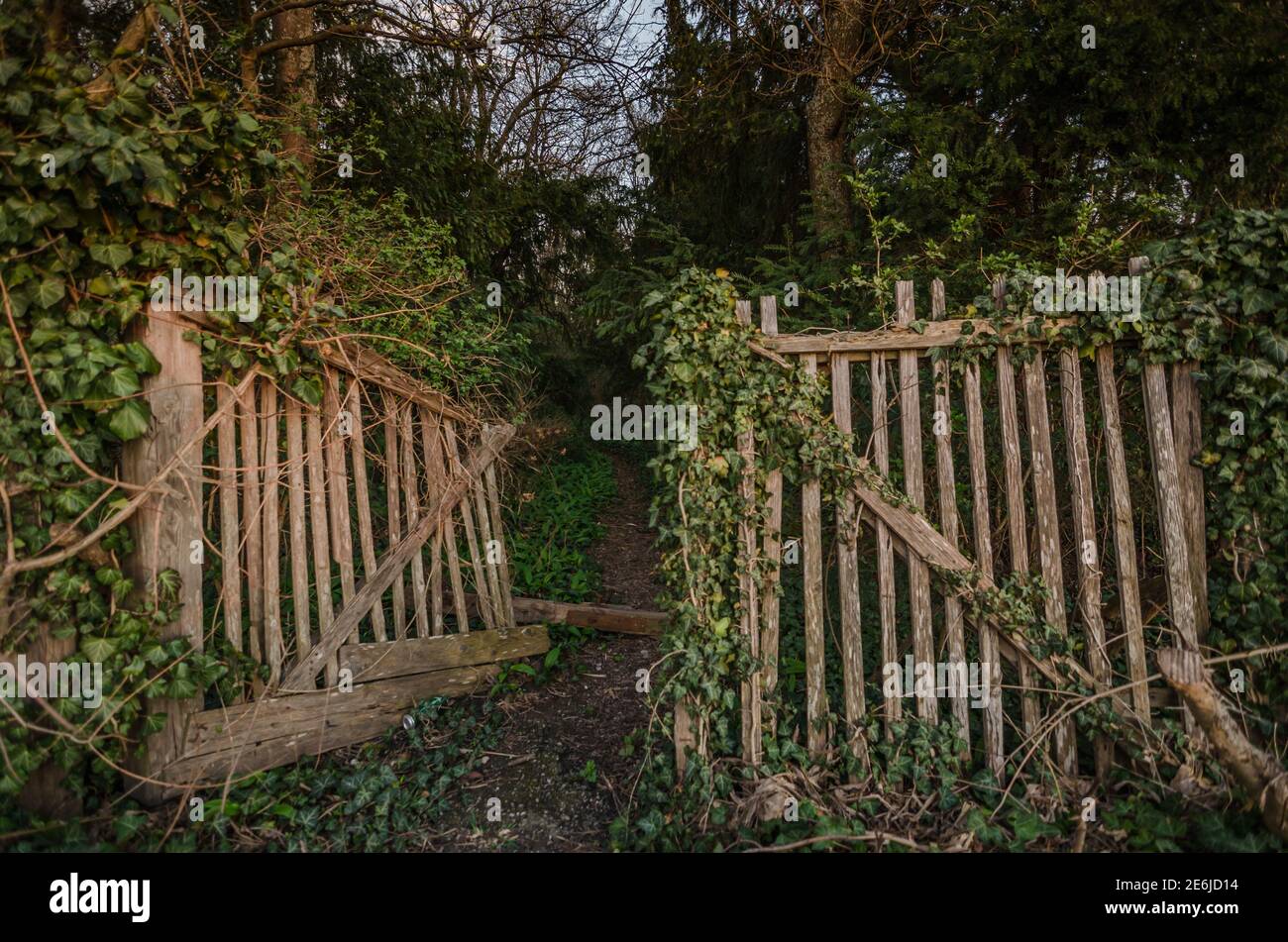 old wooden gate in forest Stock Photo - Alamy