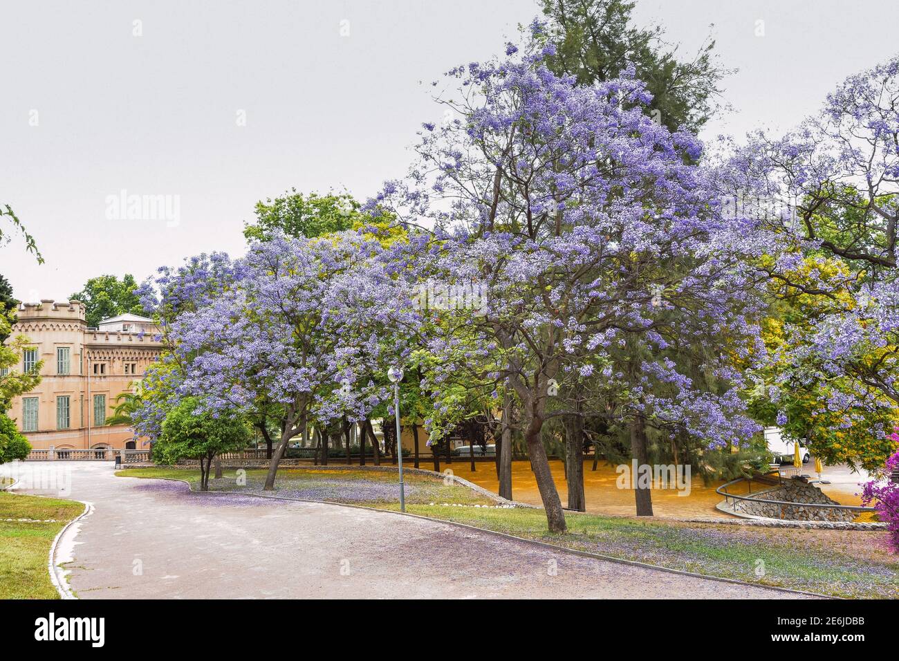 beautiful flowering tree with violet flowers and orange and background ...