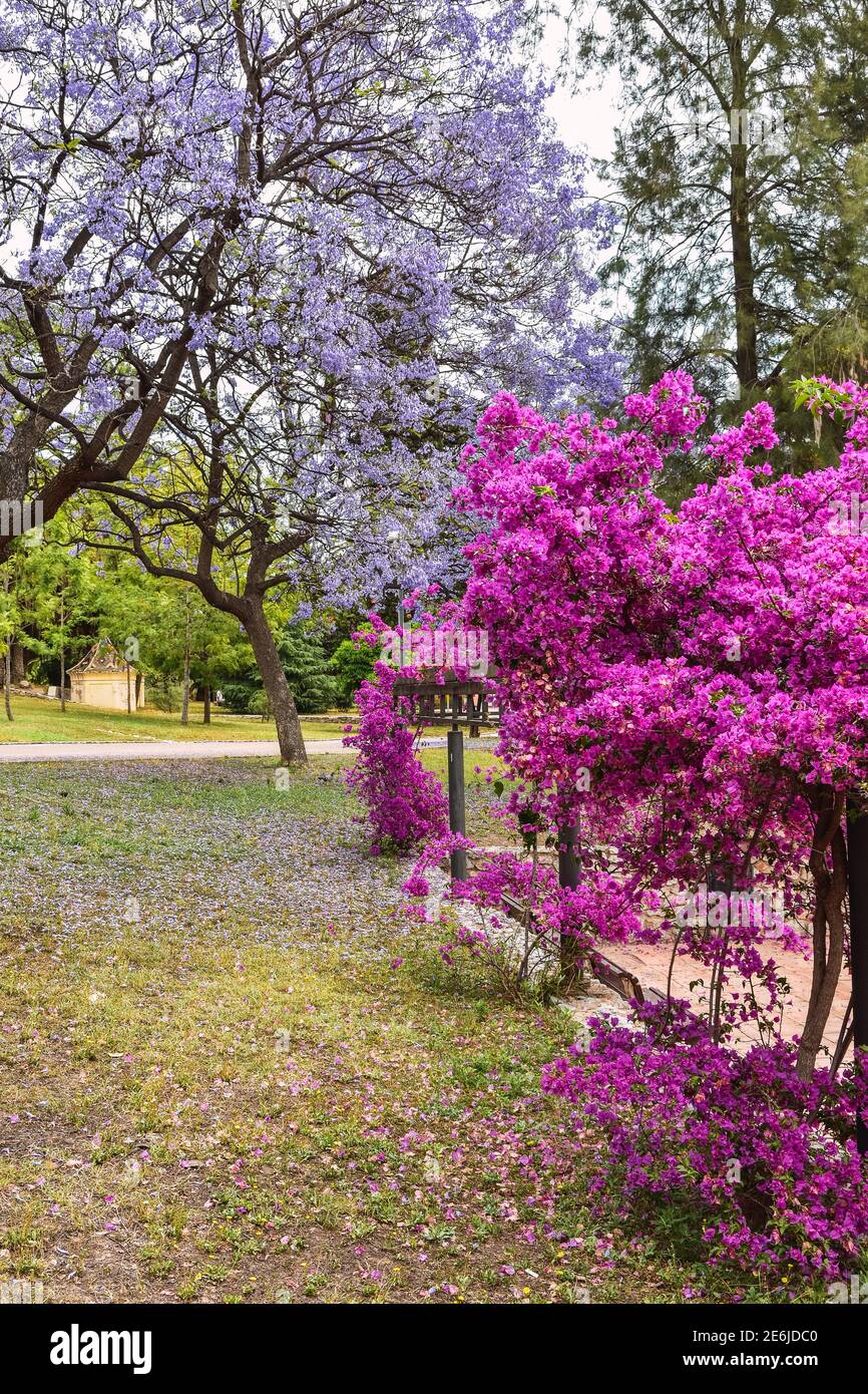 pretty tree and violet plants with green lawn Stock Photo - Alamy