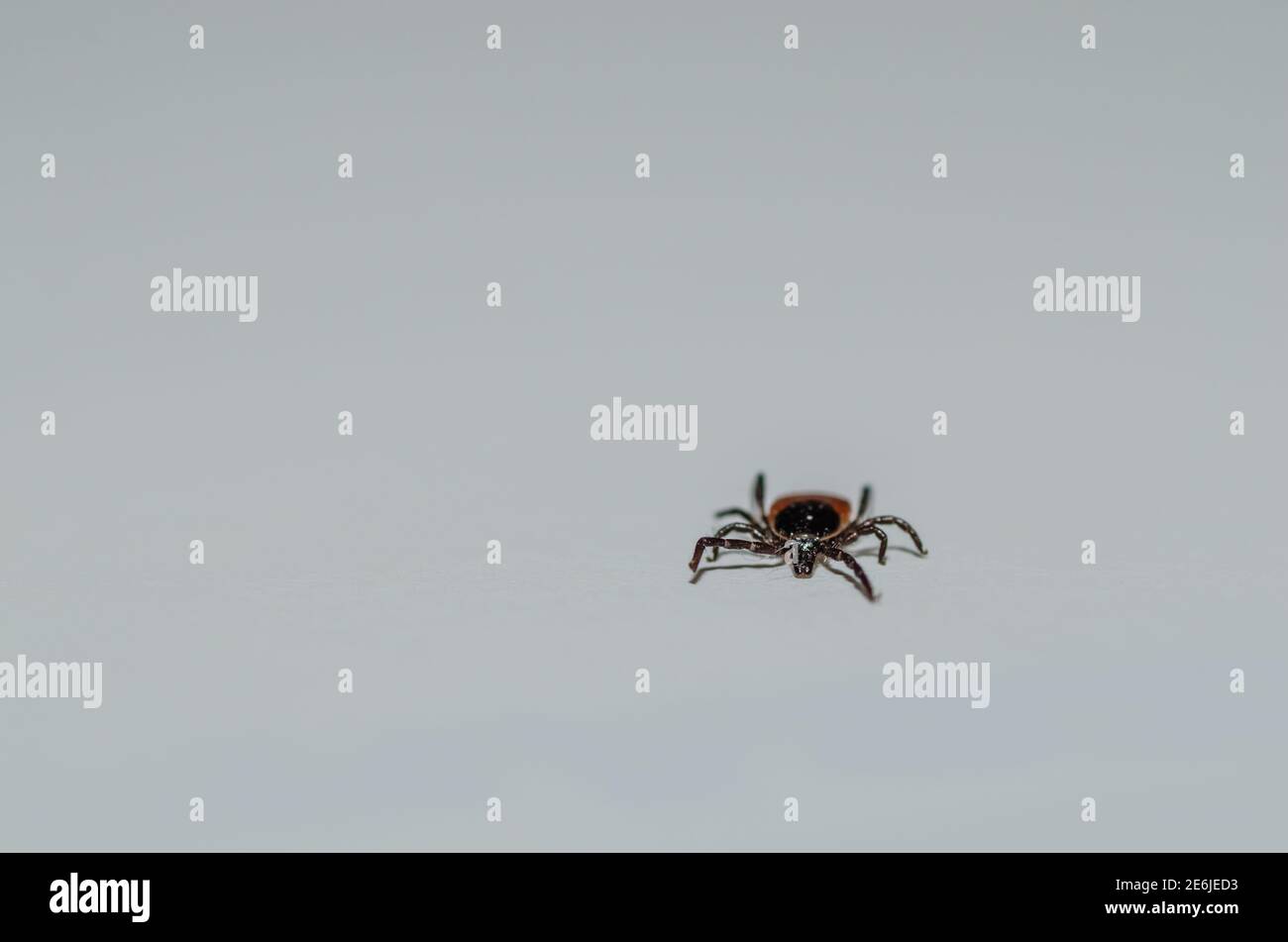 small tick on white background Stock Photo - Alamy