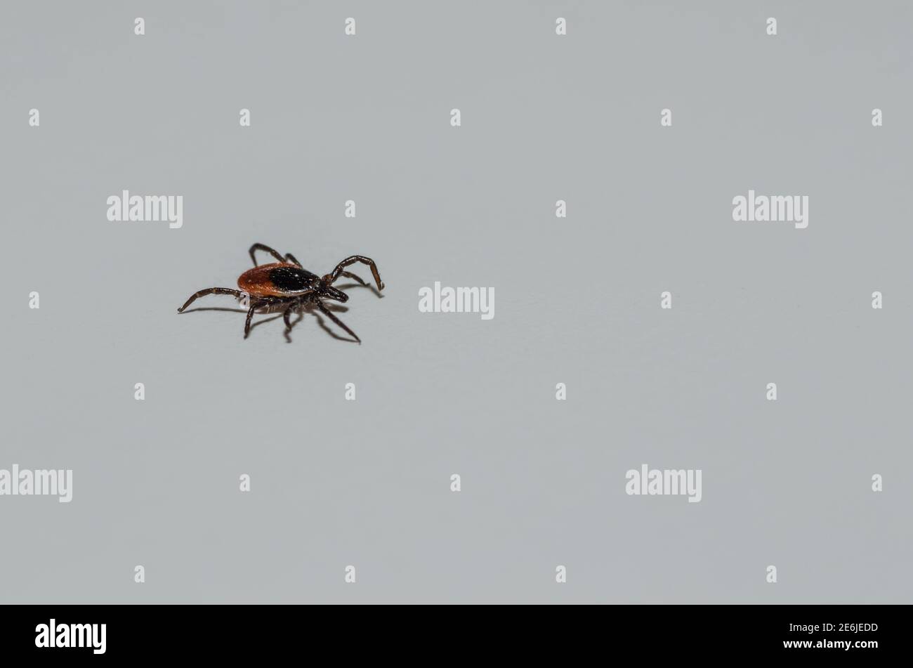 Tick weed hi-res stock photography and images - Alamy
