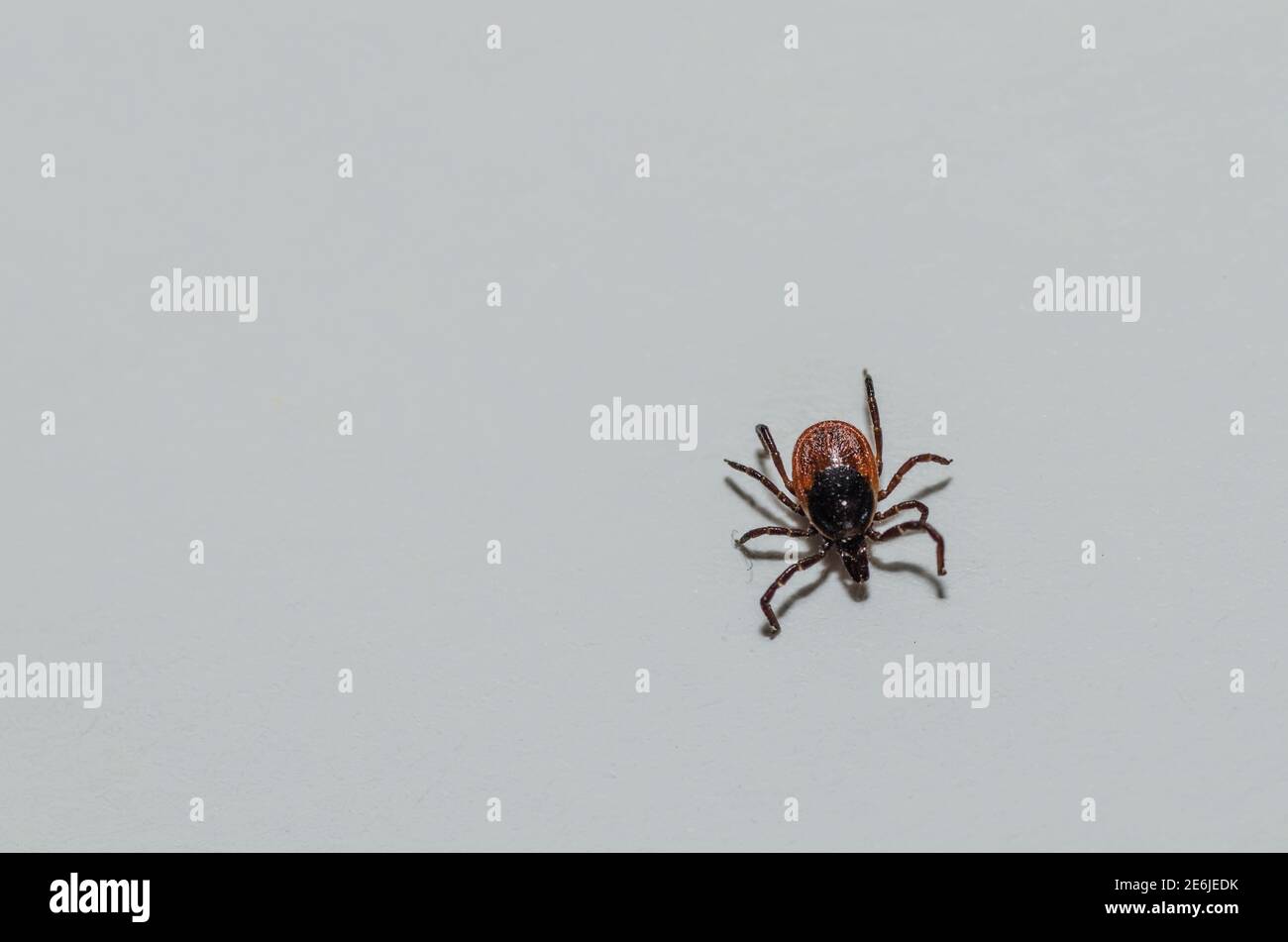 tick view from above on white background Stock Photo - Alamy