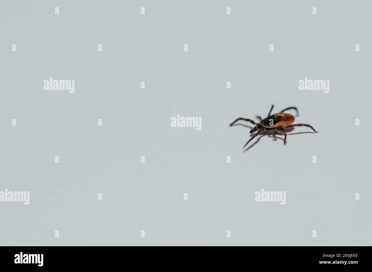 Tick weed hi-res stock photography and images - Alamy