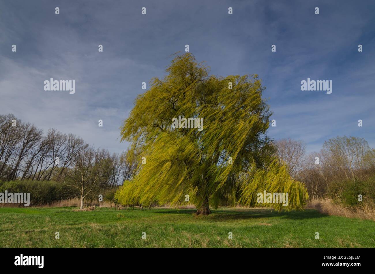 high tree and strong wind in the nature Stock Photo - Alamy