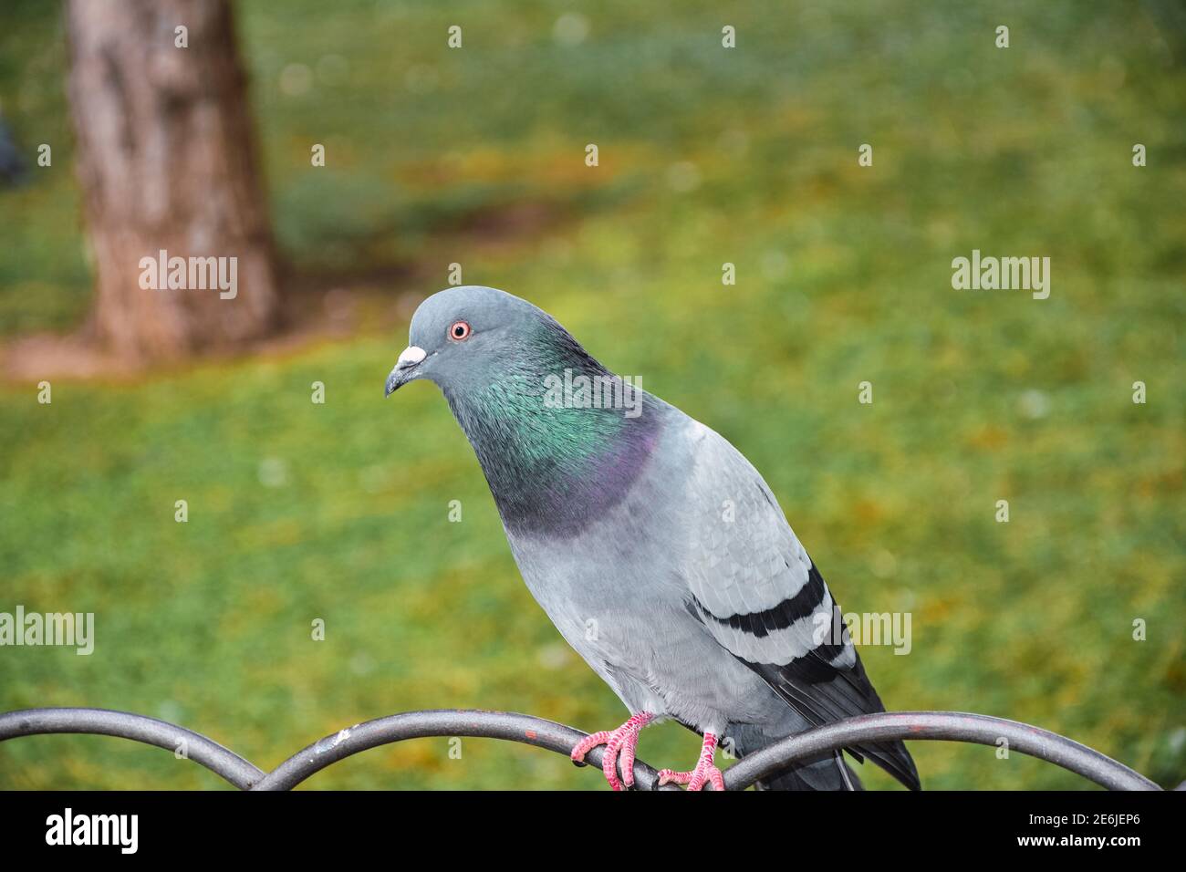 pigeon looking from the green lawn to the camera Stock Photo - Alamy