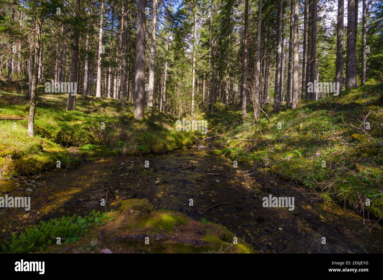 little beautiful wild creek in the shady forest Stock Photo - Alamy