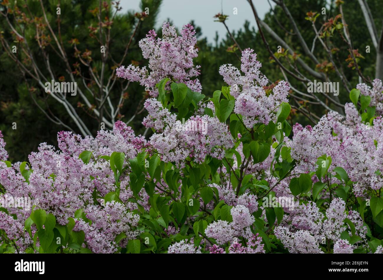 fresh fragrant lilac in nature Stock Photo - Alamy