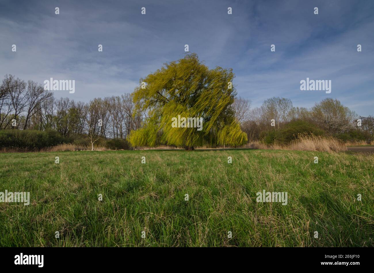 big tree on a green meadow Stock Photo - Alamy