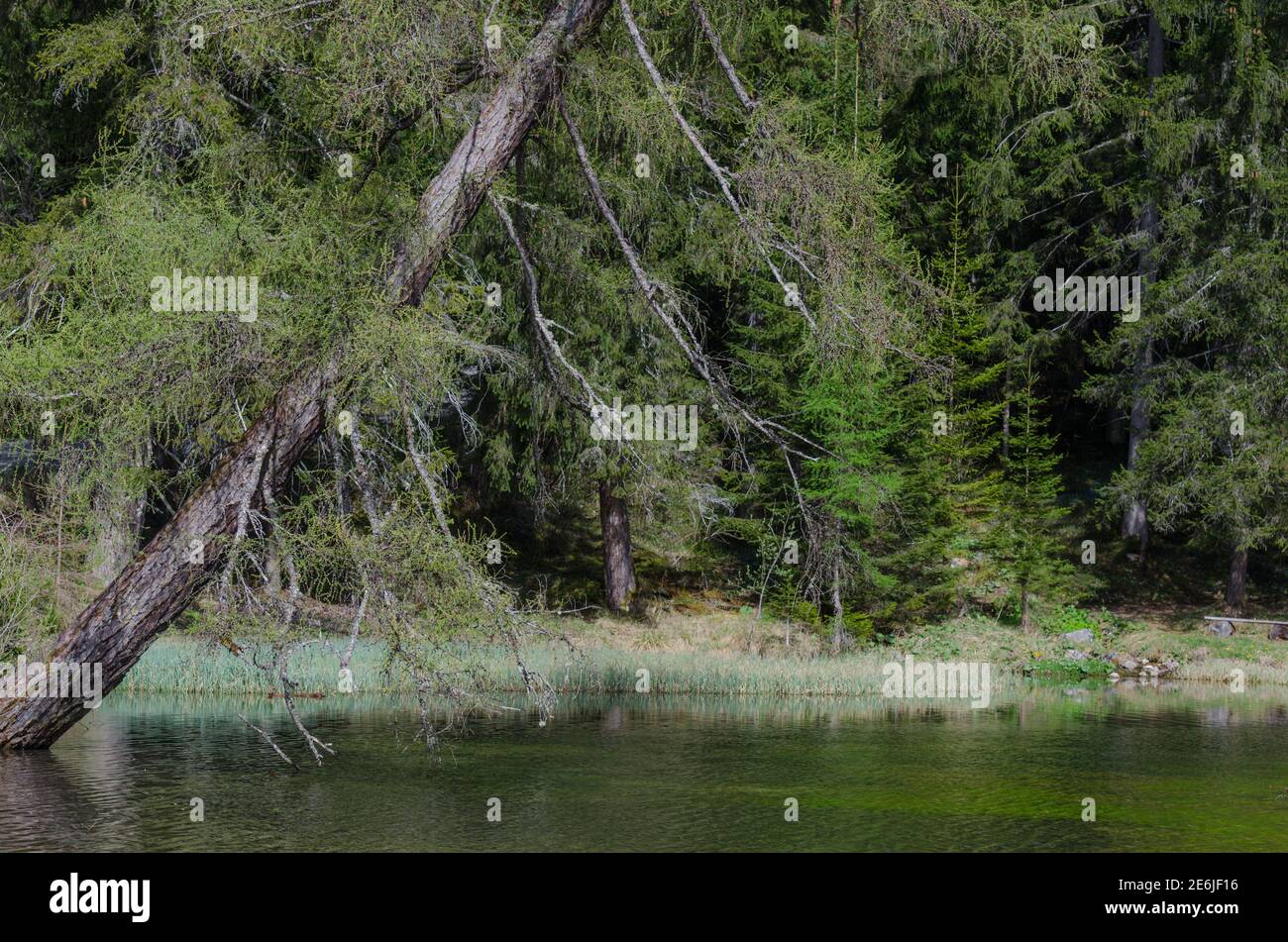tree in water at lake Stock Photo - Alamy