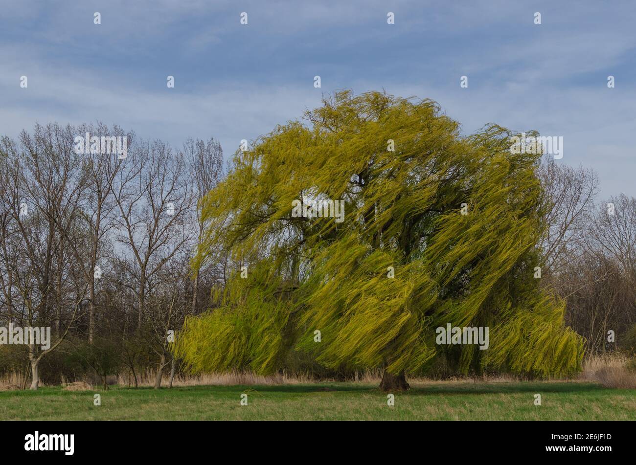 large tree in the wind Stock Photo - Alamy