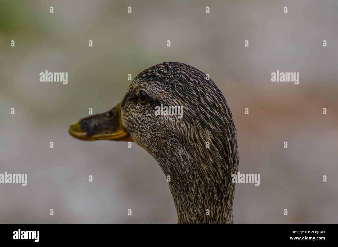 duck on lake in side view Stock Photo - Alamy