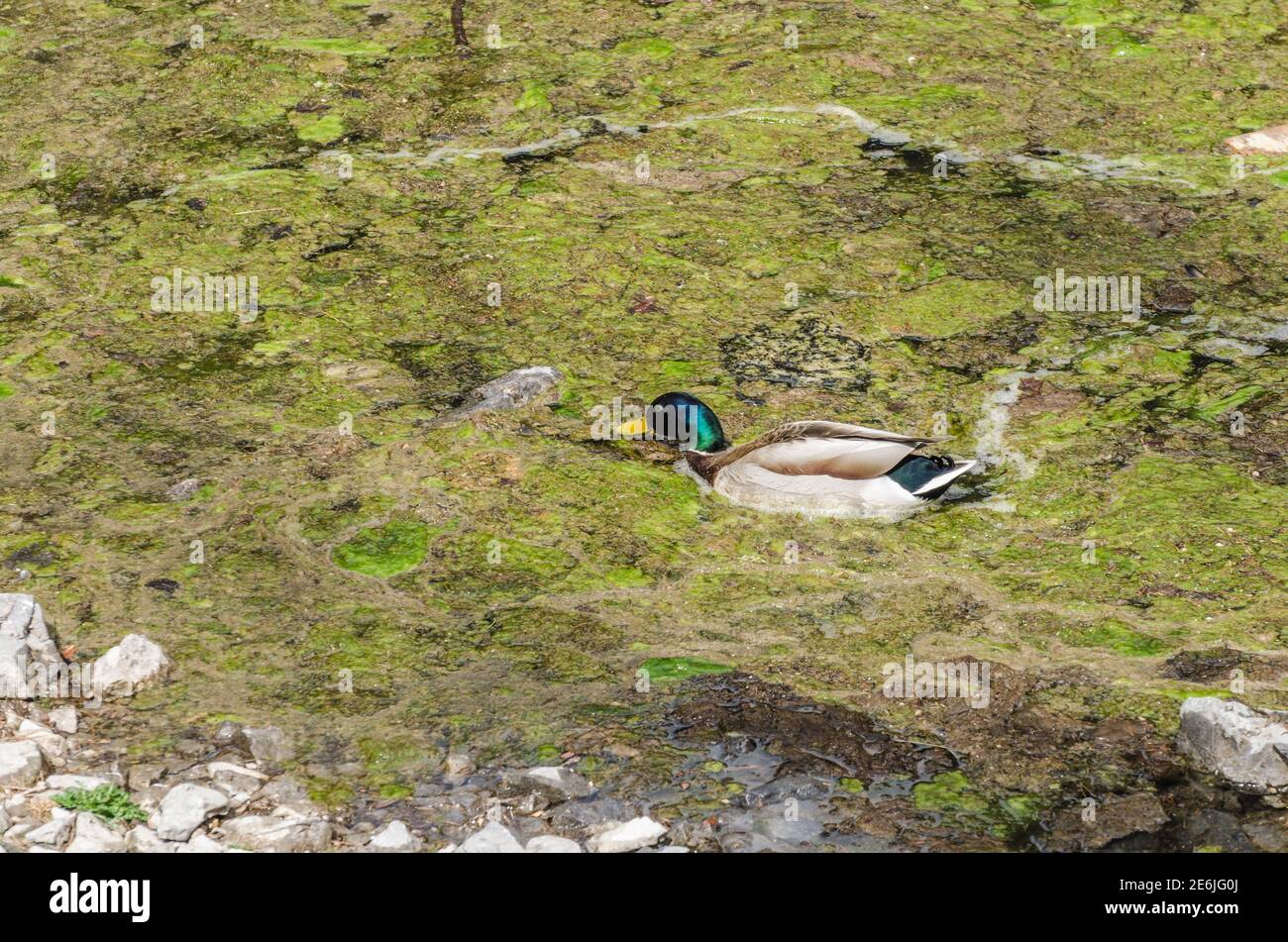 Muddy duck hi-res stock photography and images - Alamy