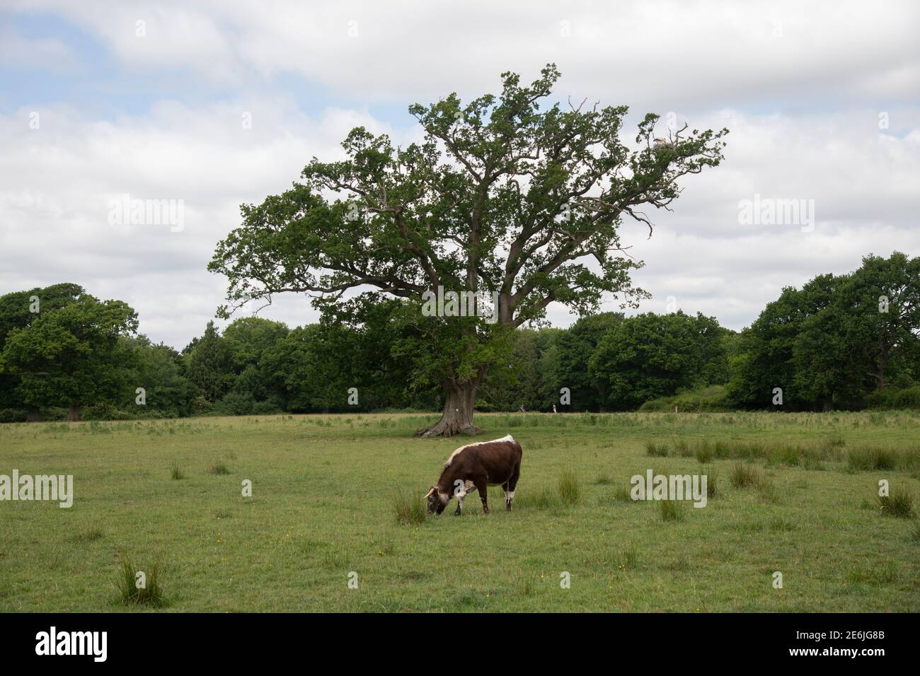 Knepp estate rewilding cattle hi-res stock photography and images - Alamy