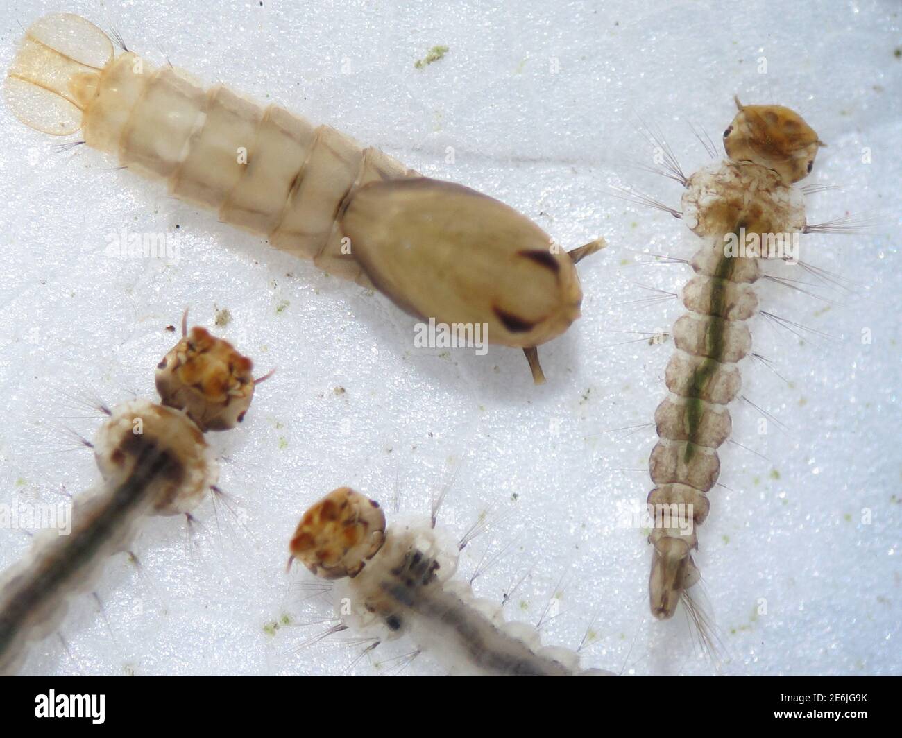 Mosquito Larvae And Pupae High Resolution Stock Photography and Images ...