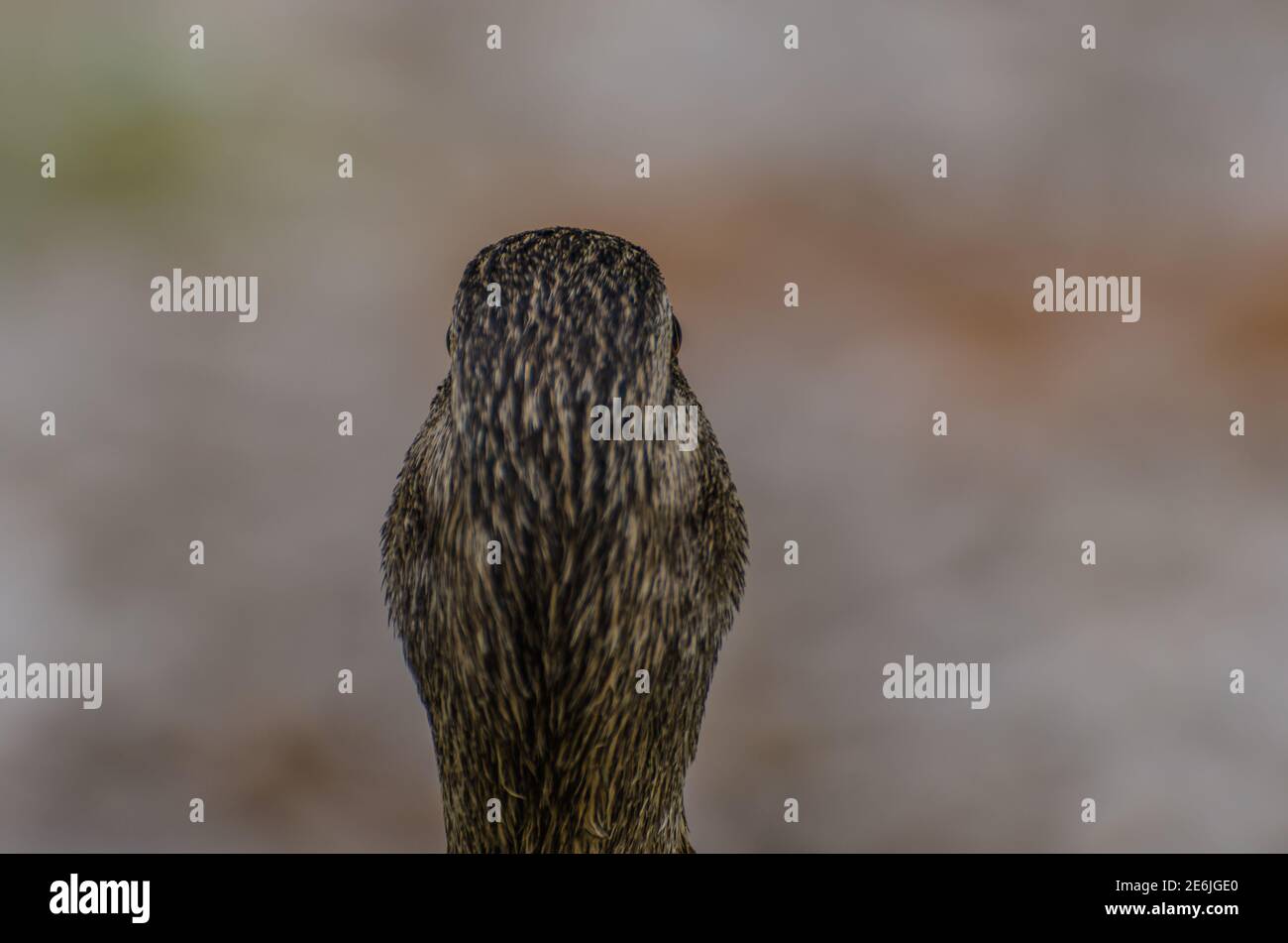 Duck from behind hi-res stock photography and images - Alamy