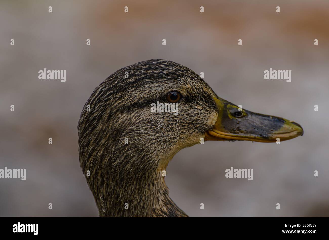 duck head detail view Stock Photo - Alamy