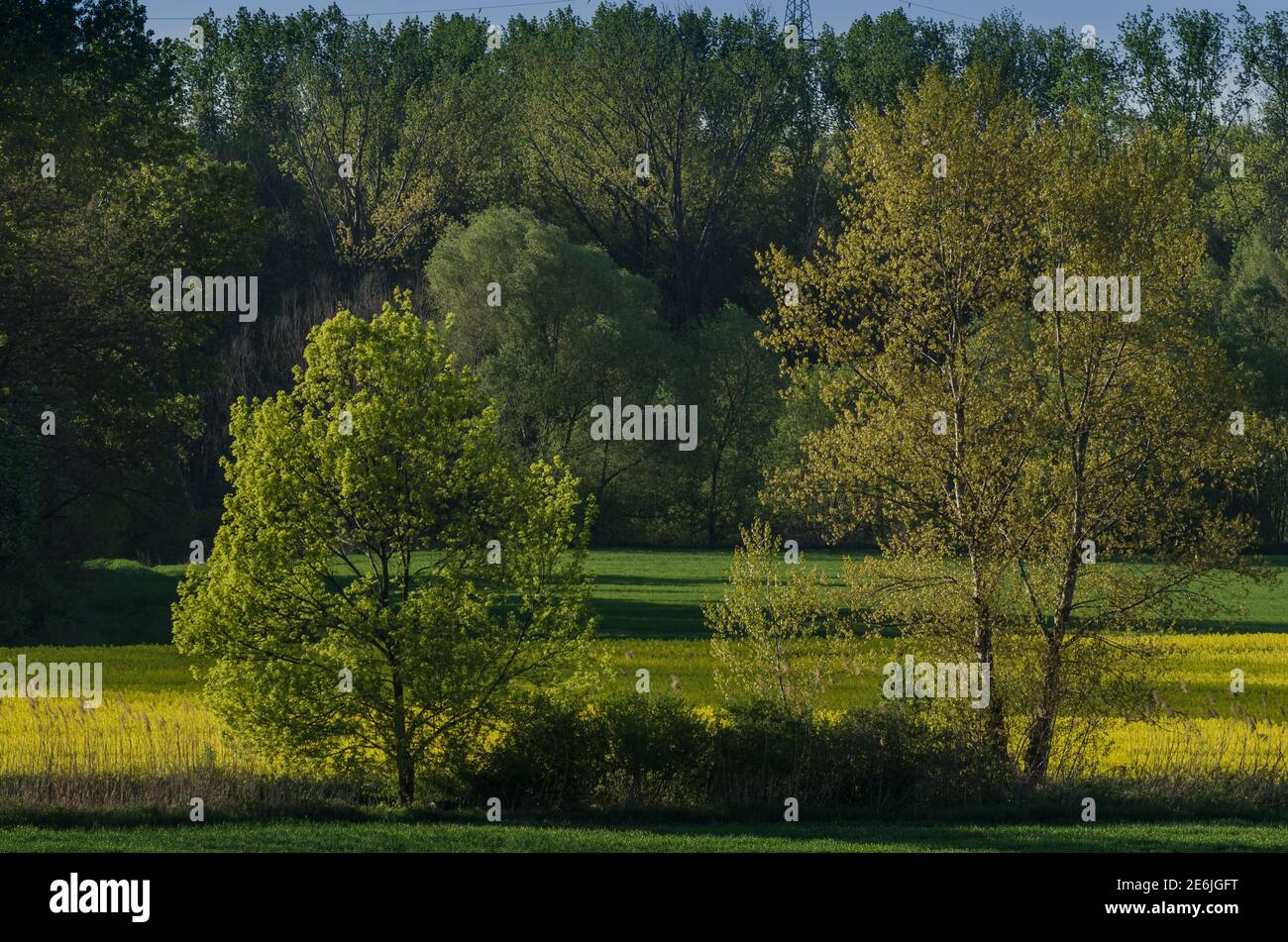 two trees in the green nature Stock Photo - Alamy