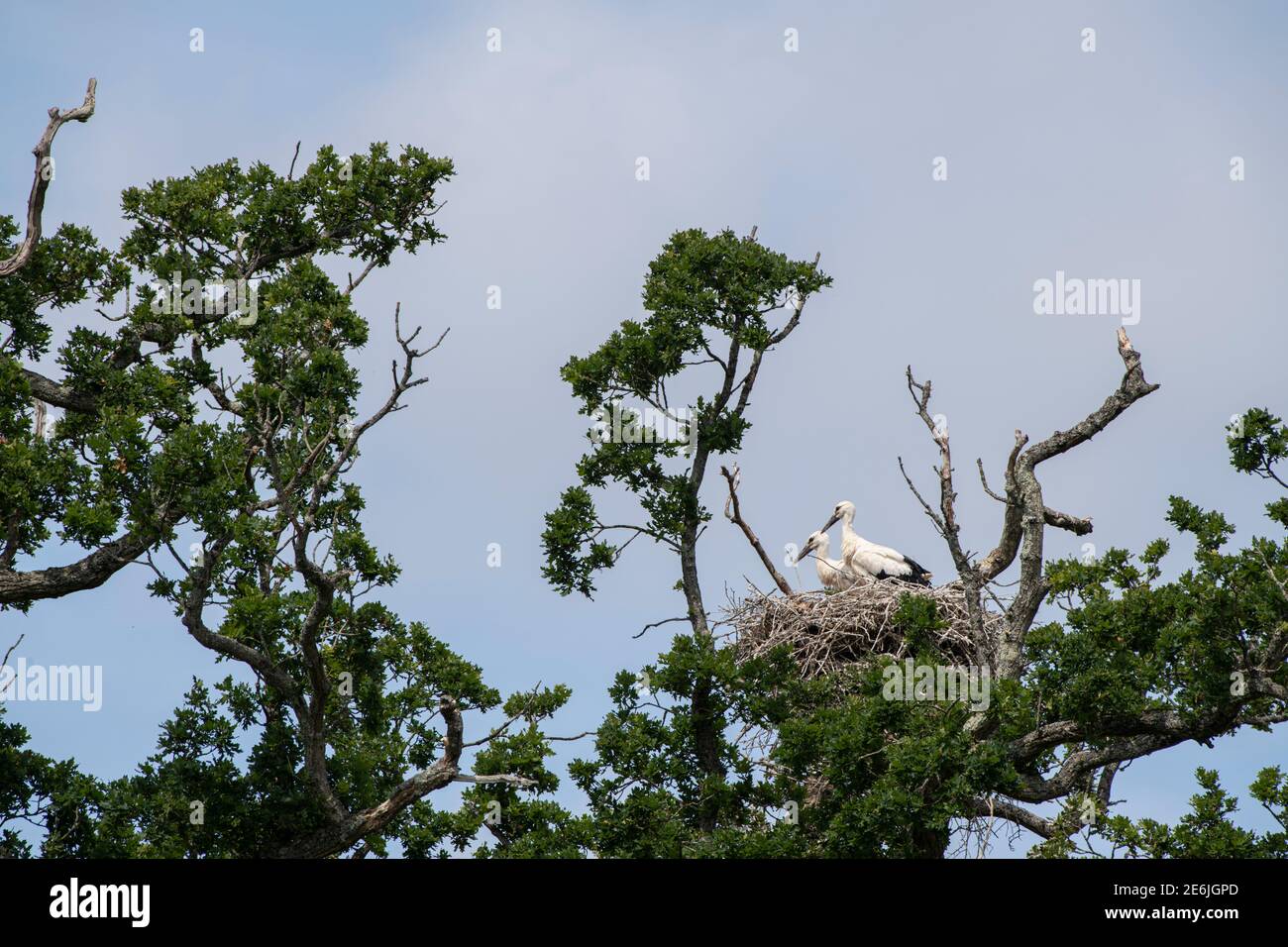 Knepp Knepp Rewilding Project High Resolution Stock Photography and ...