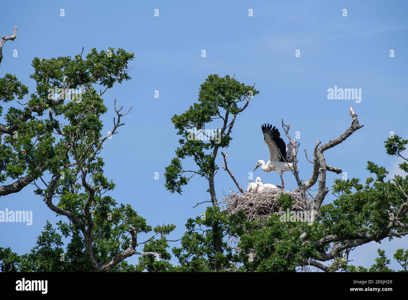 Knepp Knepp Rewilding Project High Resolution Stock Photography and ...