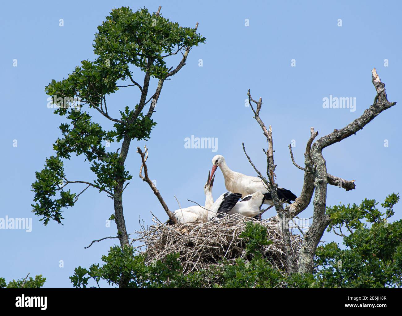 Knepp Knepp Rewilding Project High Resolution Stock Photography and ...