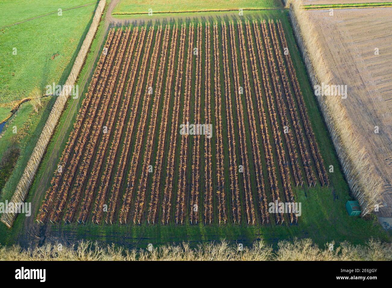 Aerial view of vineyard , Penshurst, Kent, winter Stock Photo - Alamy