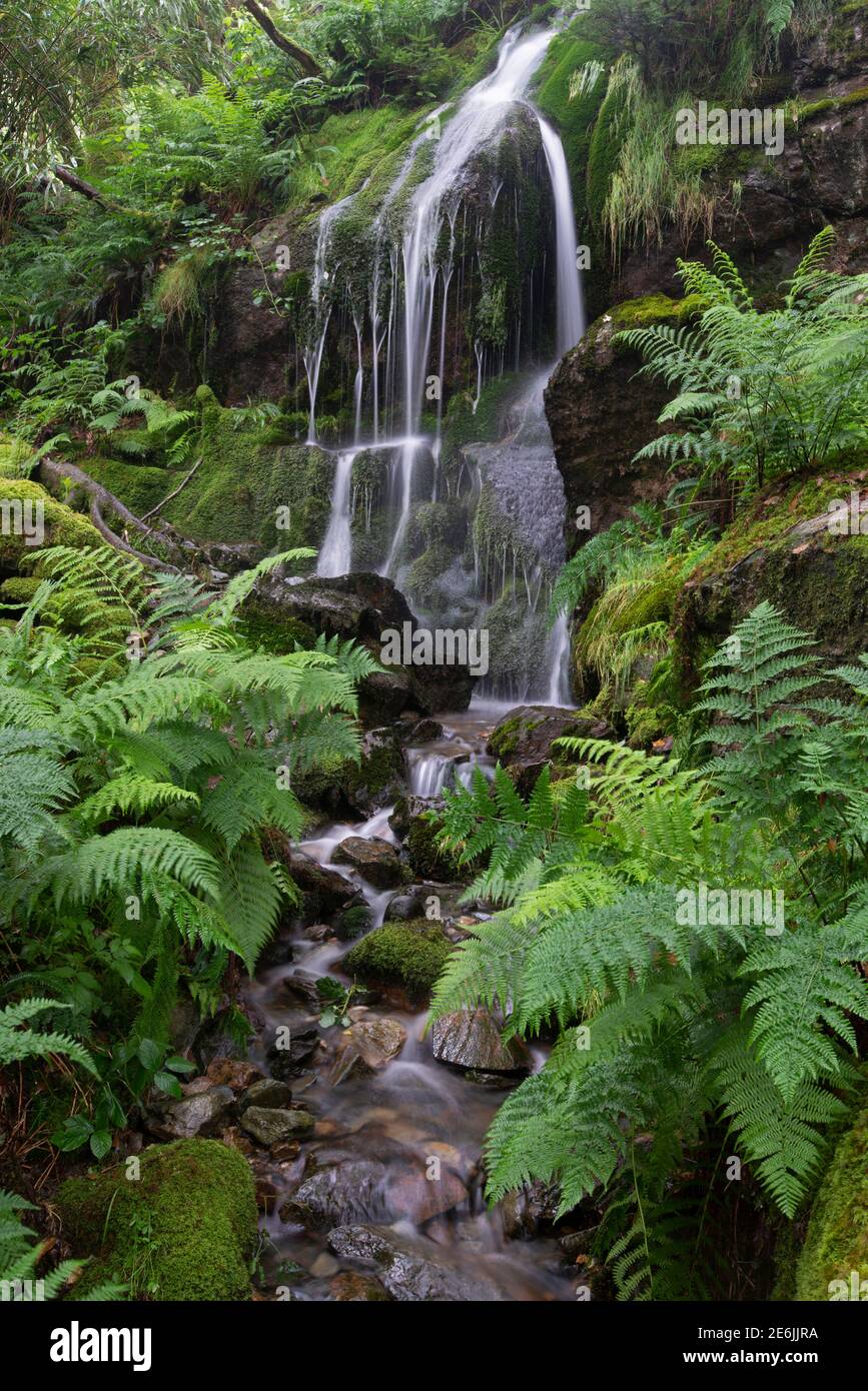 Woodland waterfall wales hi-res stock photography and images - Alamy