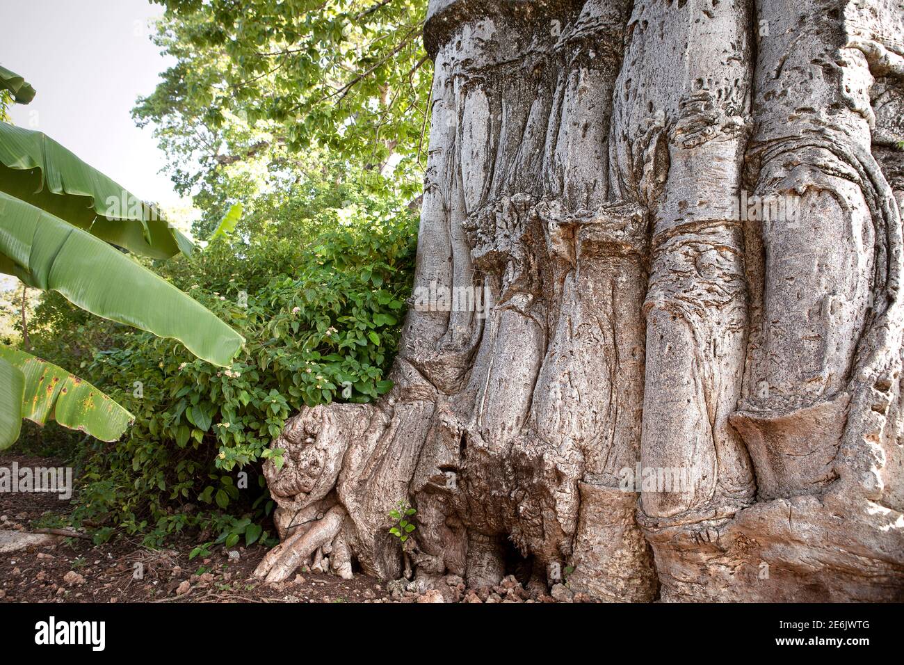 Close-up of baobab tree trunk, visible texture of the bark. Zanzibar ...