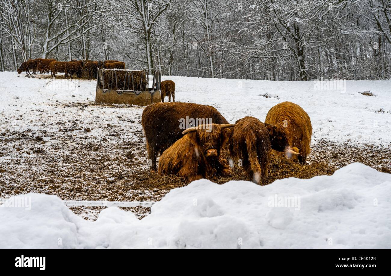 Highland cattle snow hi-res stock photography and images - Alamy