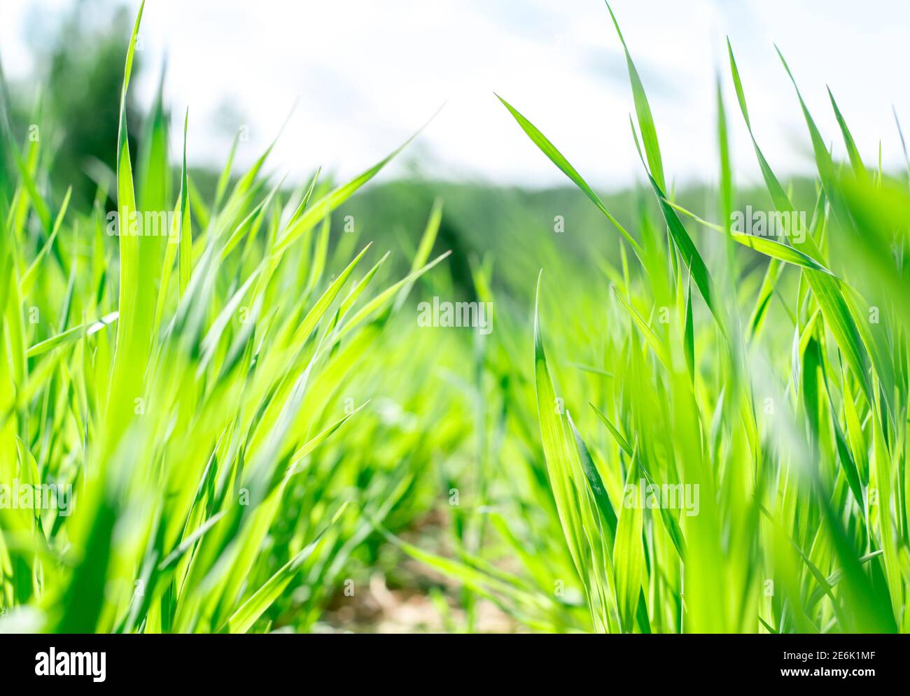 soft green grass with the sun. close-up photo Stock Photo - Alamy
