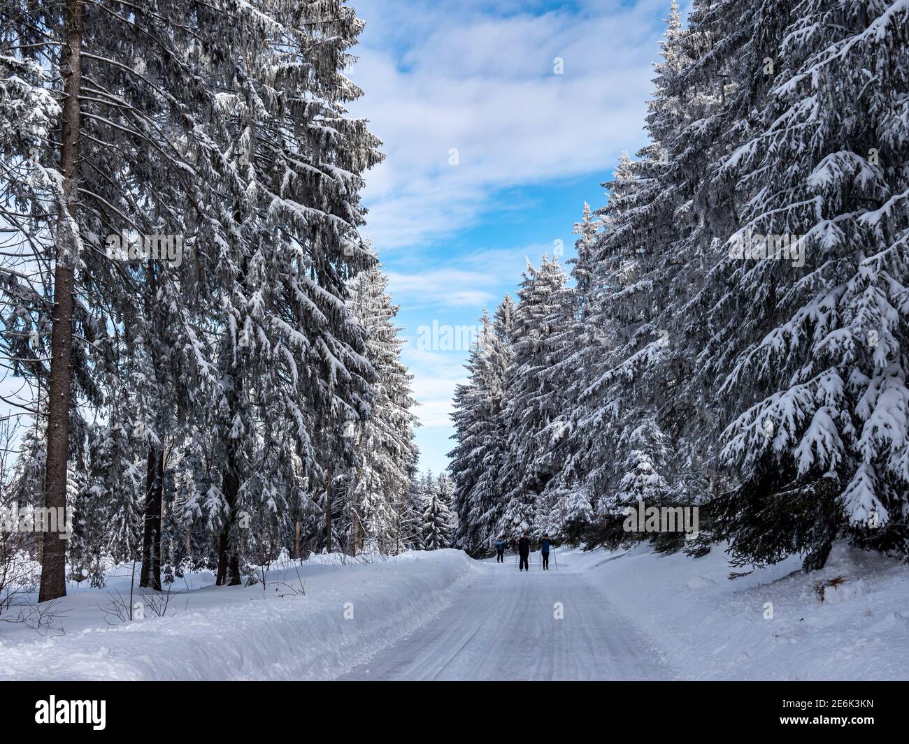 Winter forest in the Ore Mountains in Saxony Stock Photo - Alamy