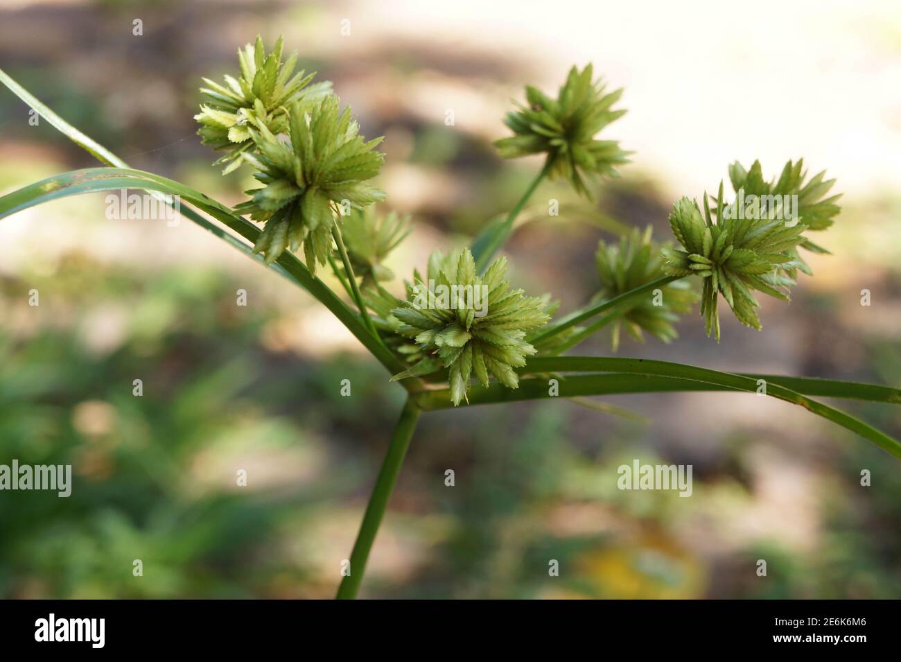 Small vegetation hi-res stock photography and images - Alamy