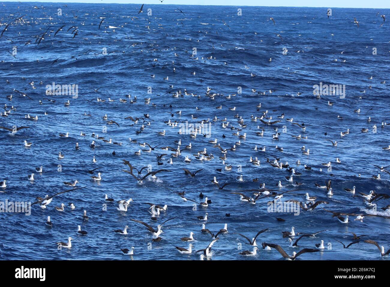 Indian seabirds hi-res stock photography and images - Alamy