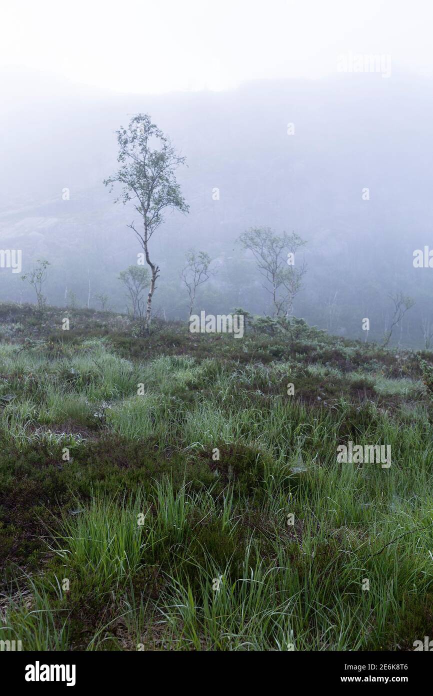 Forested plateau hi-res stock photography and images - Alamy