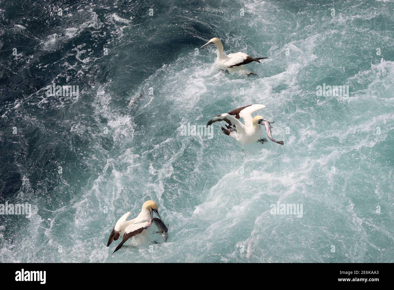 Cape Gannet feeding Stock Photo - Alamy
