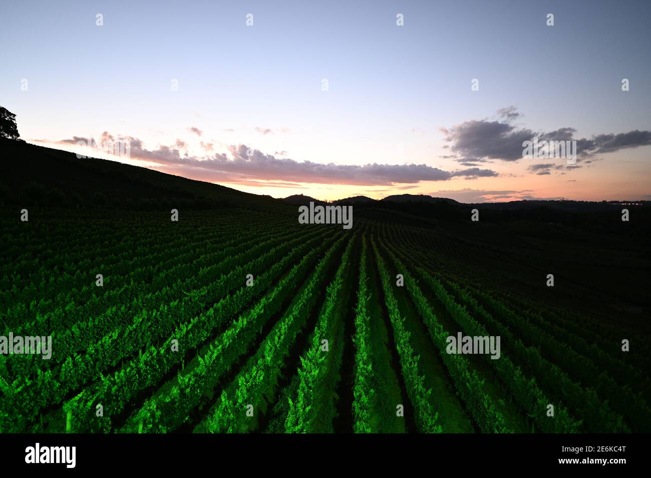 Vinicola brasileira hi-res stock photography and images - Alamy