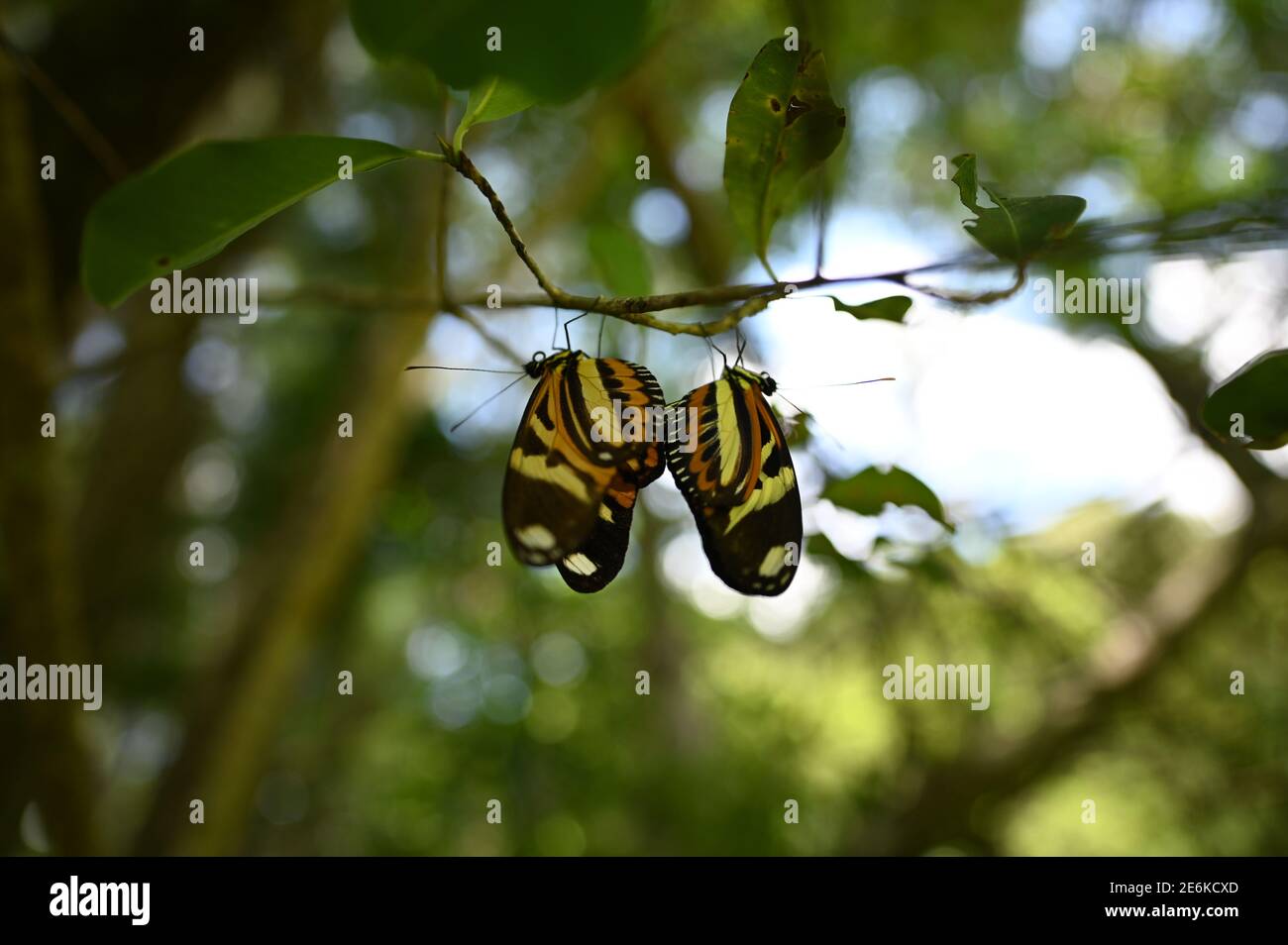 Couple of Butterflies Stock Photo - Alamy