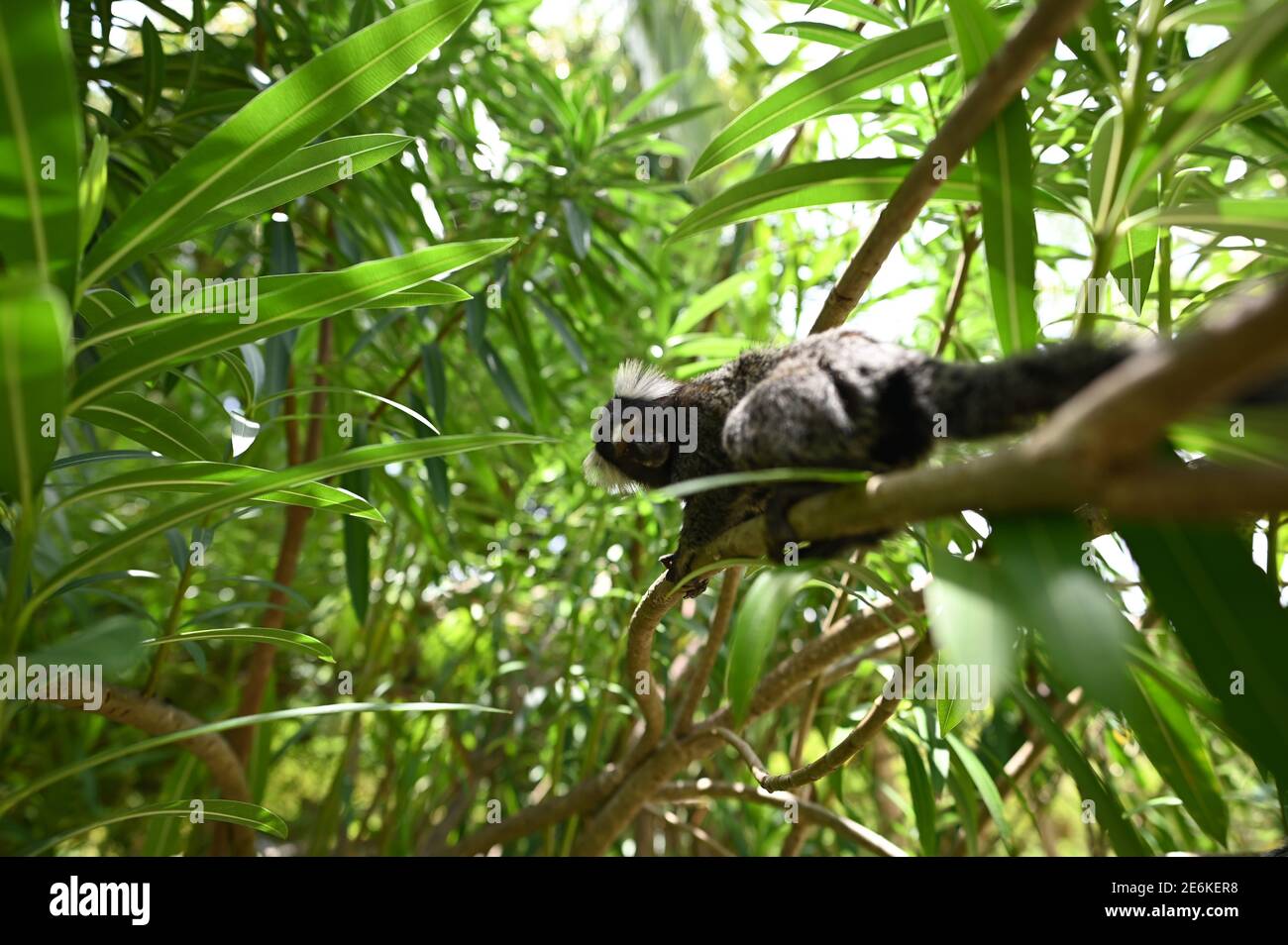 Macaco brasileiro hi-res stock photography and images - Alamy