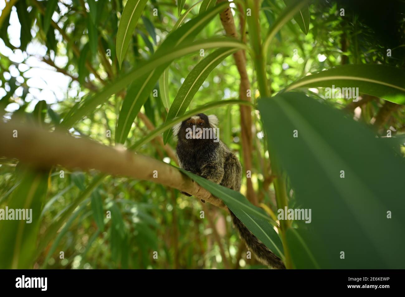 marmoset monkey or brazilian sagui monkey Stock Photo - Alamy