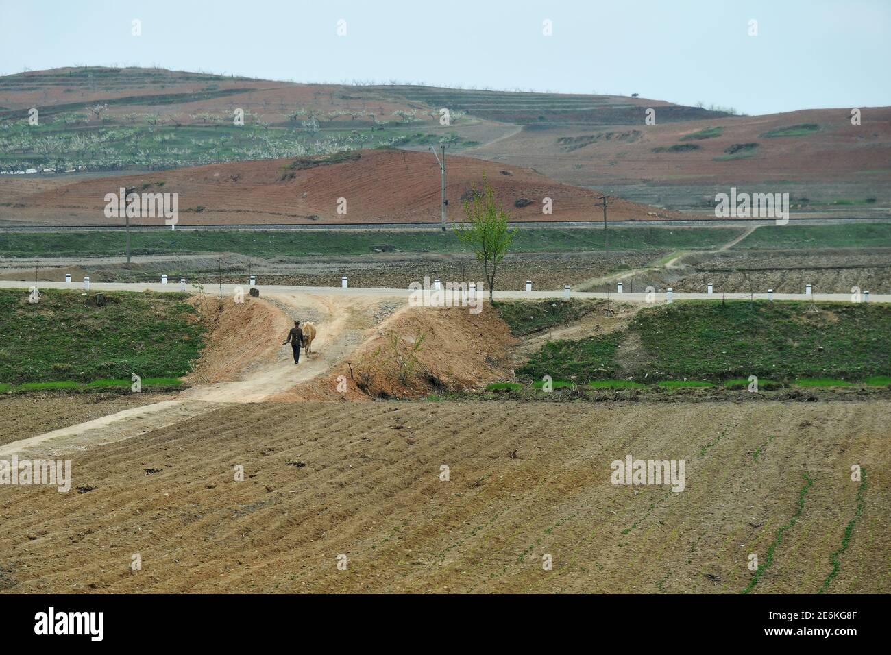 Countryside landscape, DPRK. Army soldier goes along a cultivated ...